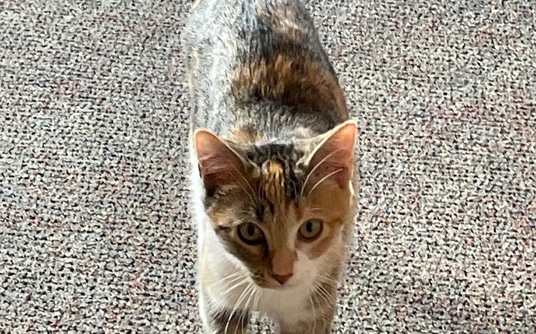 PAWS Humane Society “Chips for Pets” Wednesday (08.21) in Charles City ...