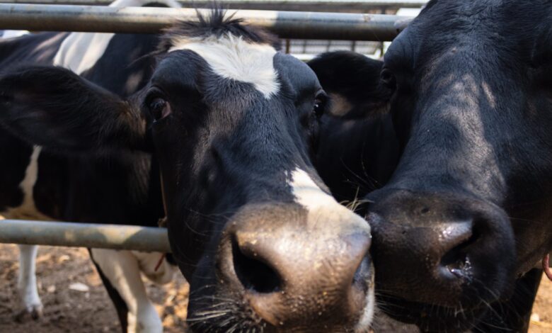 Minnesota Cattle Rustler Convicted for Moving Stolen Livestock into ...